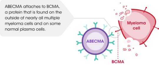 What Is ABECMA® (idecabtagene vicleucel)?